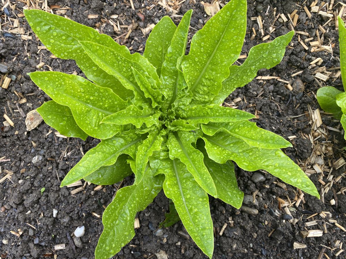 Etoile verte | ProSpecieRara