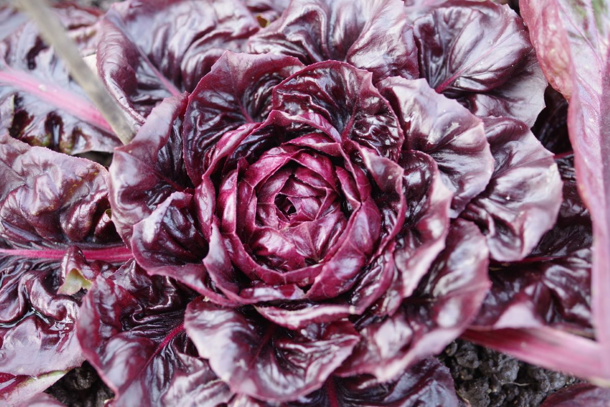 Rouge de Vérone | ProSpecieRara