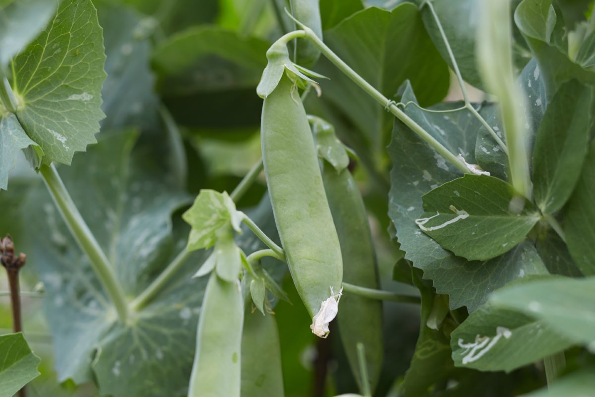 Wunder von Kelvedon | ProSpecieRara