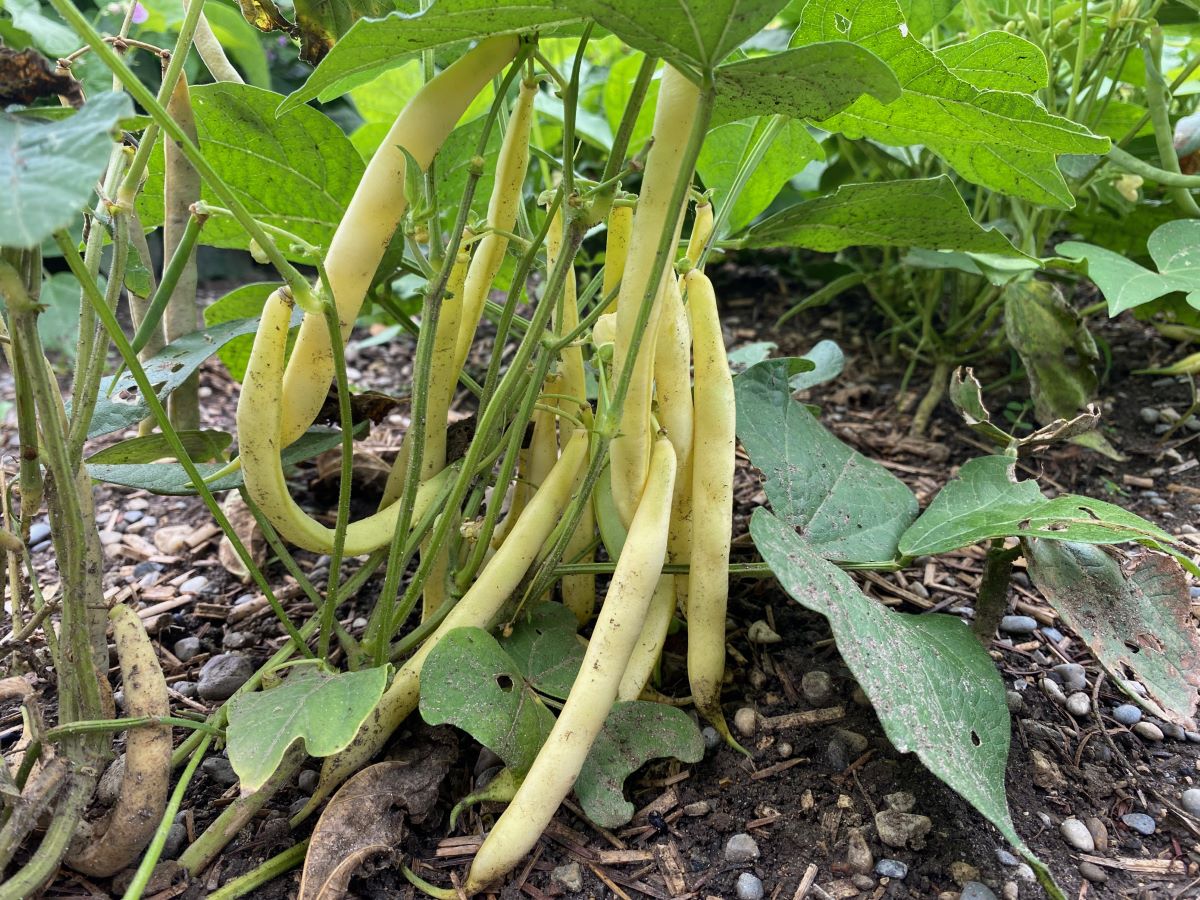 Slenderwax | ProSpecieRara