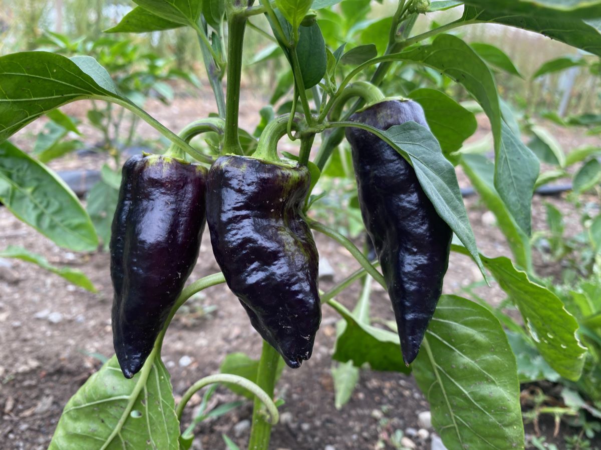 Violet de Hongrie | ProSpecieRara