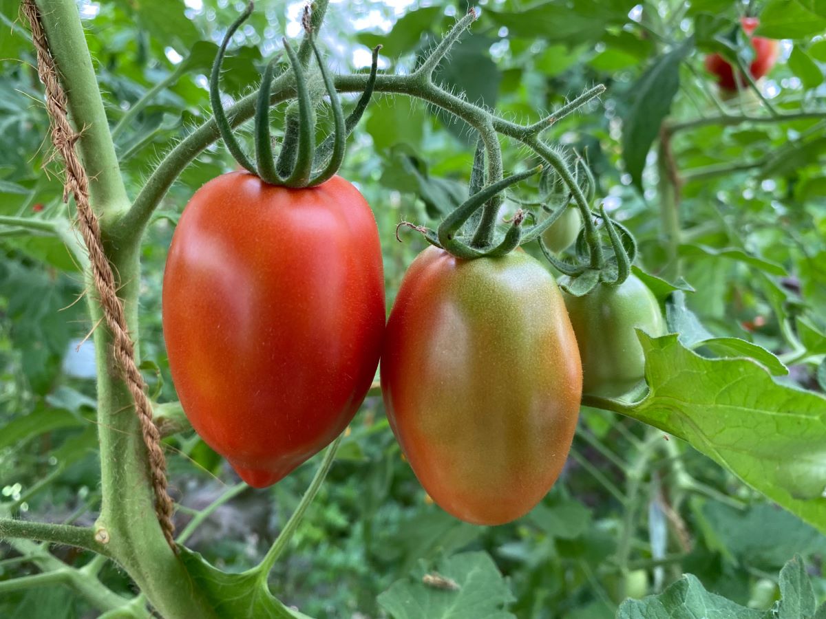 Dix Doigts de Naples | ProSpecieRara