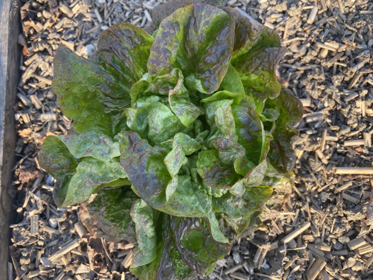 Brune d'hiver | ProSpecieRara