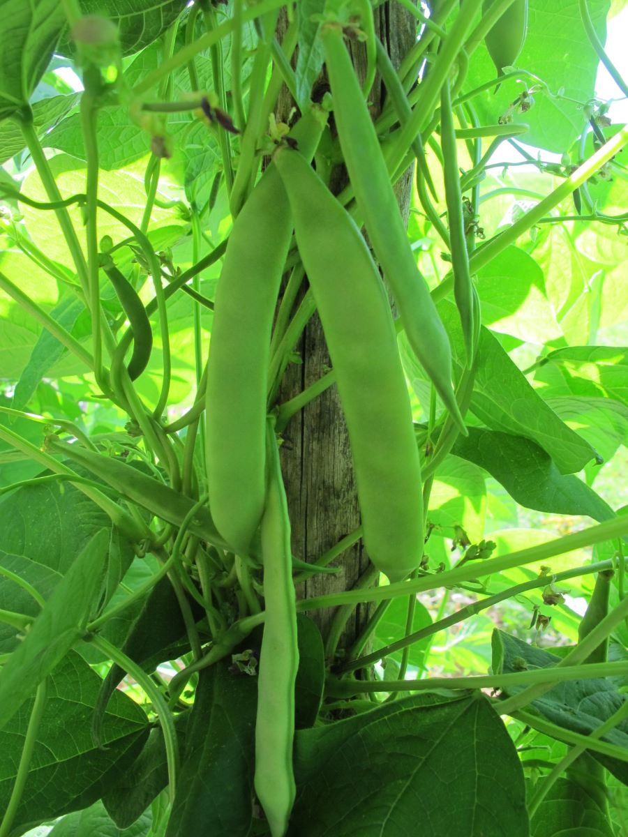 Rychiger | ProSpecieRara