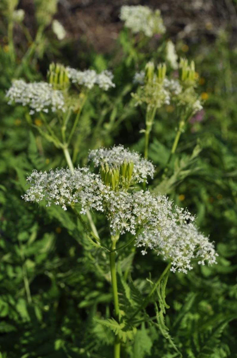 Buchs | ProSpecieRara