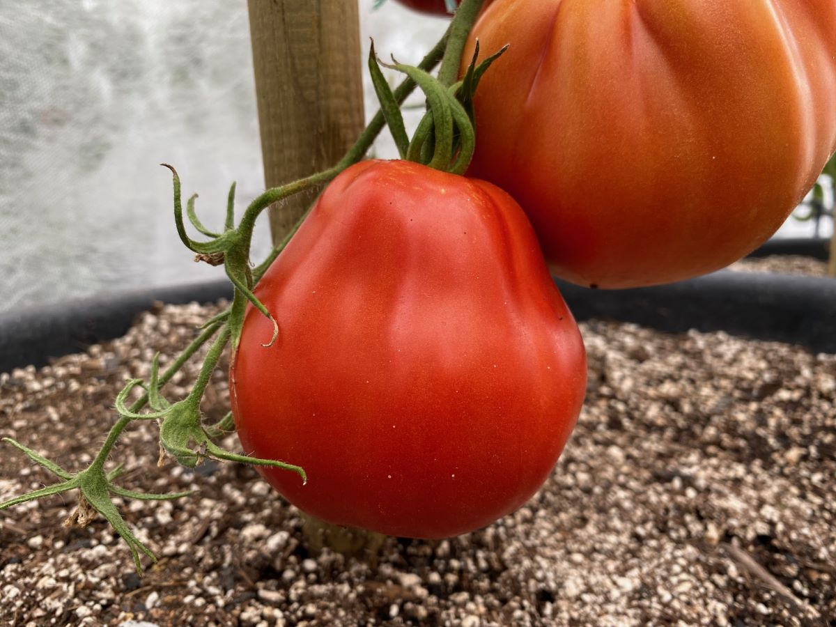 Ochsenherz Albenga | ProSpecieRara