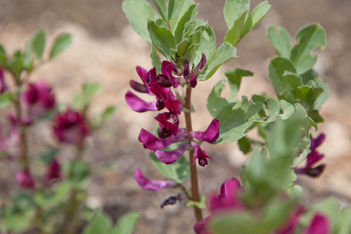 Crimson flowered | ProSpecieRara