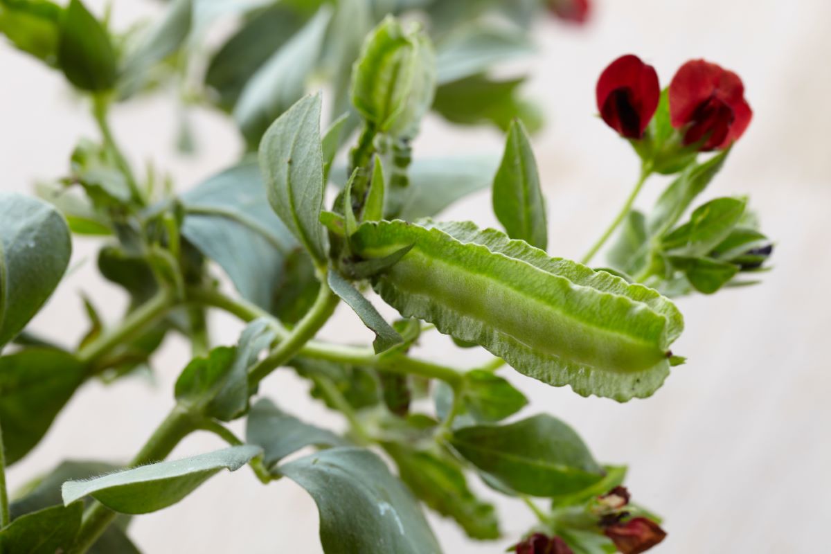 Rouge | ProSpecieRara