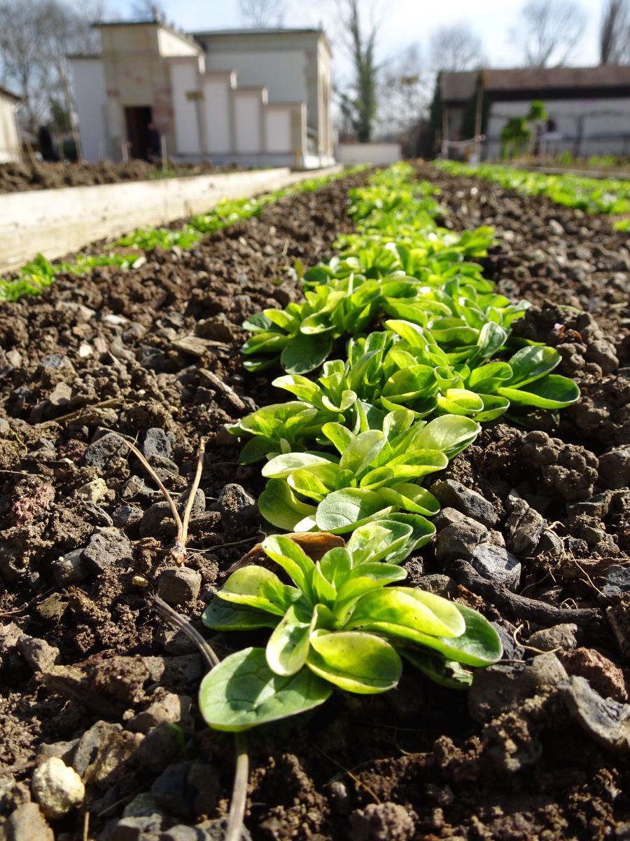 Jaune de Wasen | ProSpecieRara