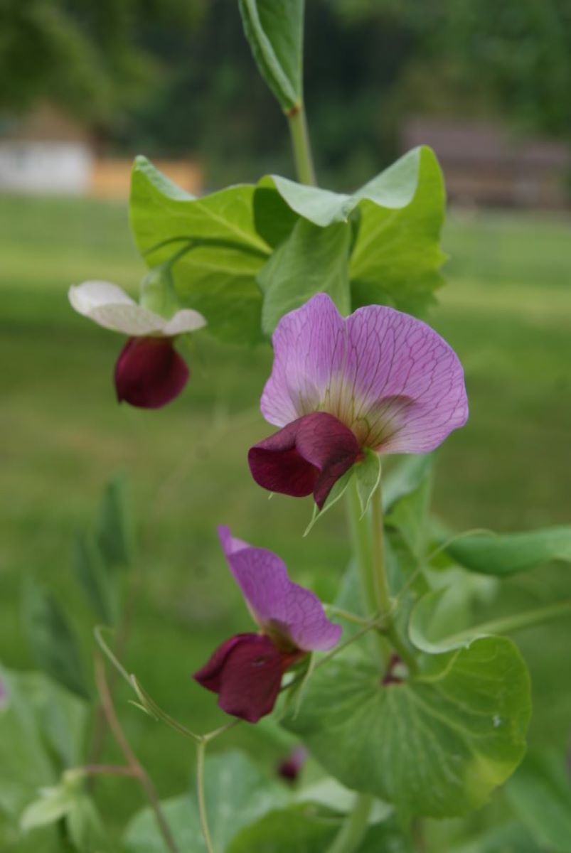 Reutigen | ProSpecieRara