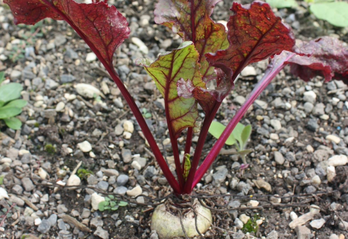 Bernstein | ProSpecieRara