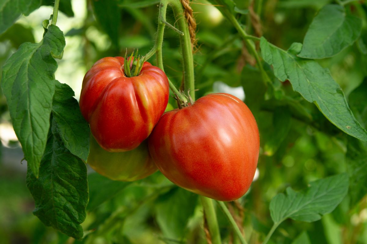 Klaus | ProSpecieRara