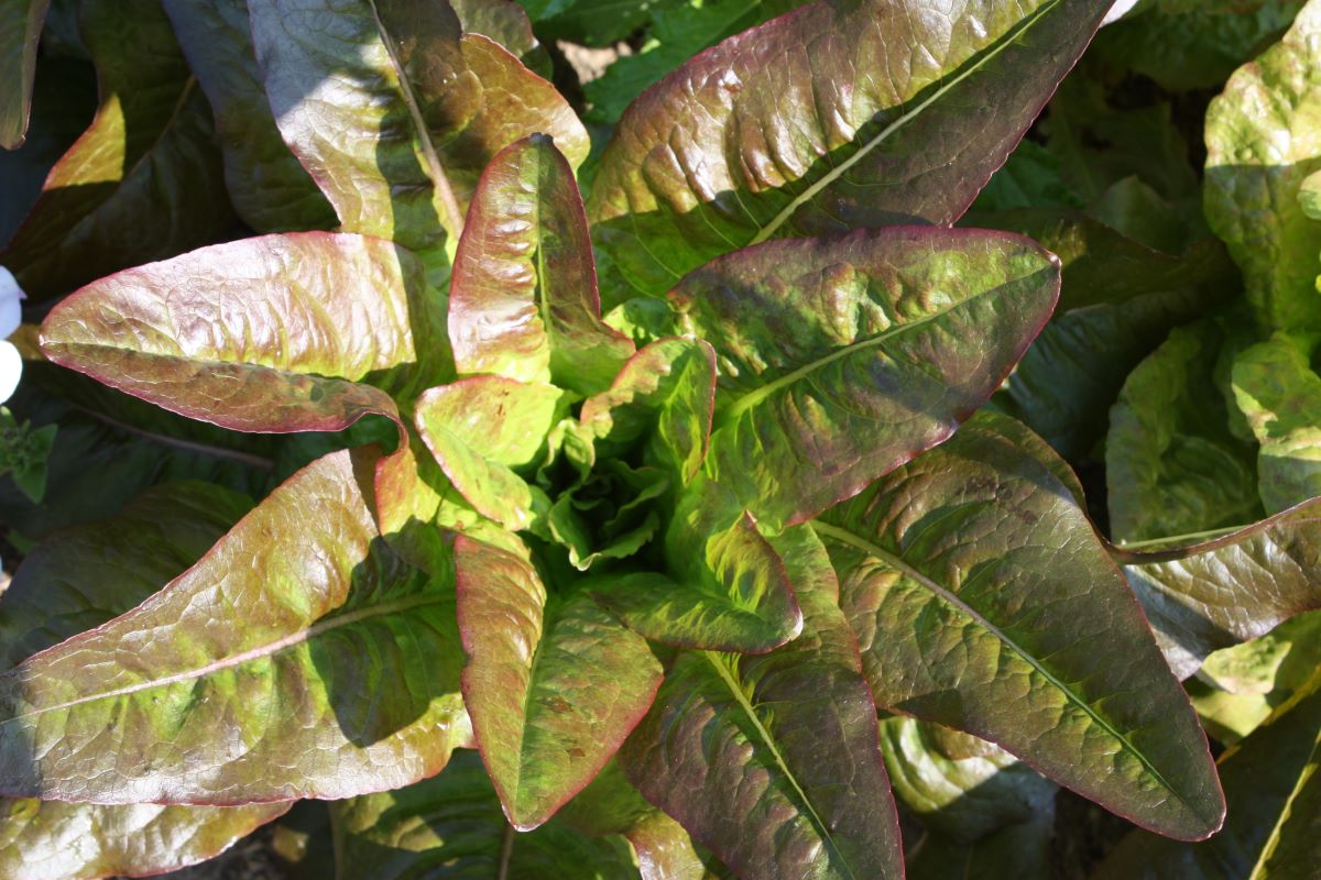 Oreilles du Diable | ProSpecieRara