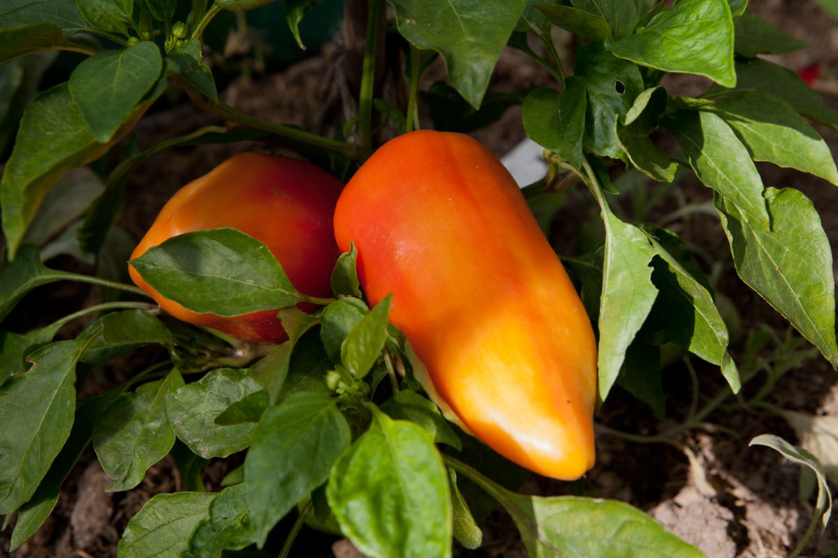 Feher Ozon | ProSpecieRara