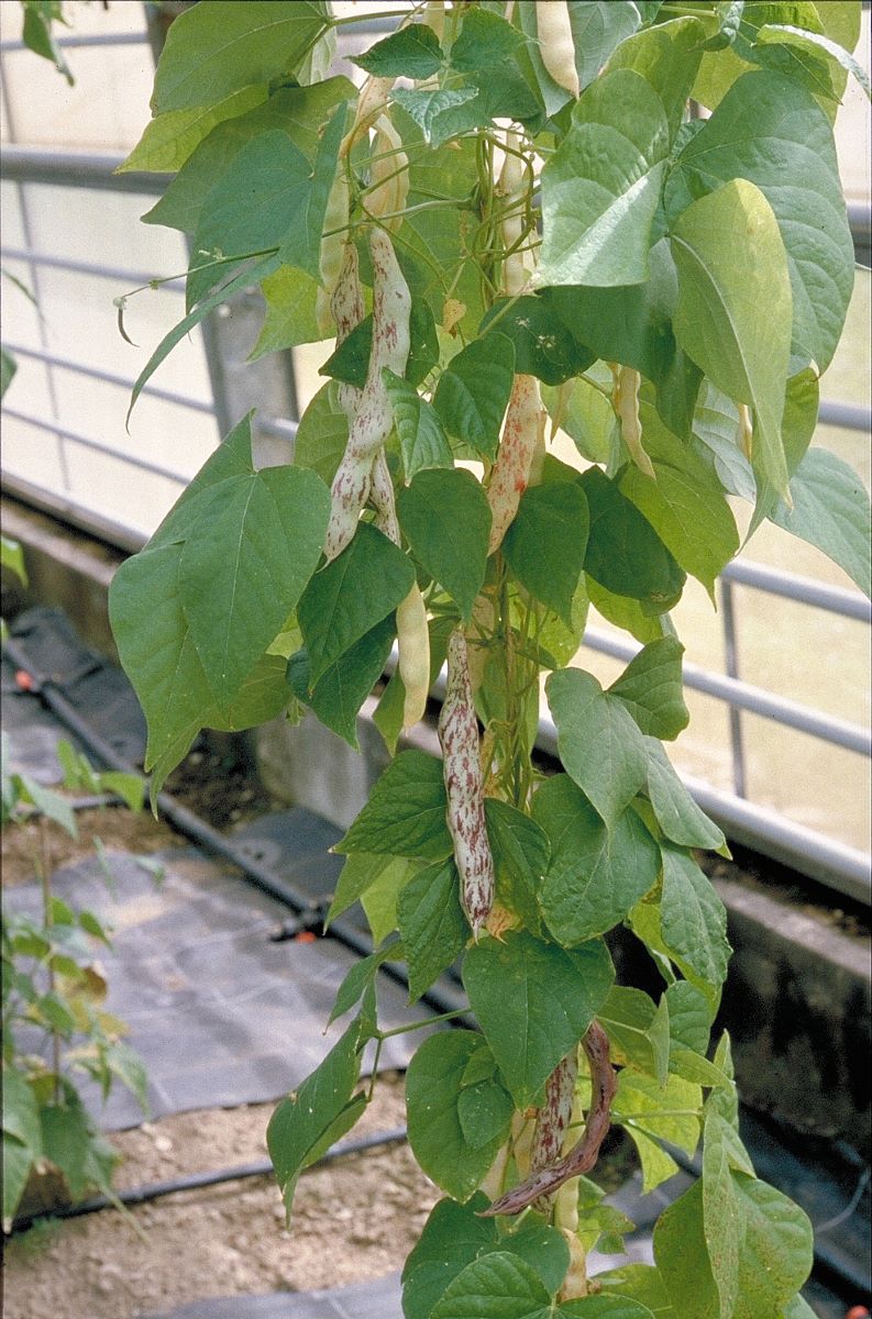 Klapprotts Beigerund | ProSpecieRara