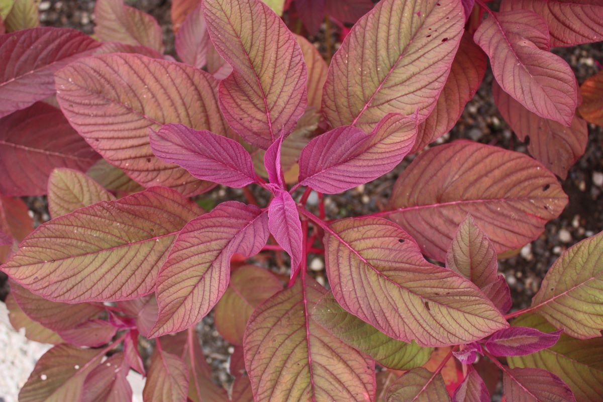 Roter | ProSpecieRara