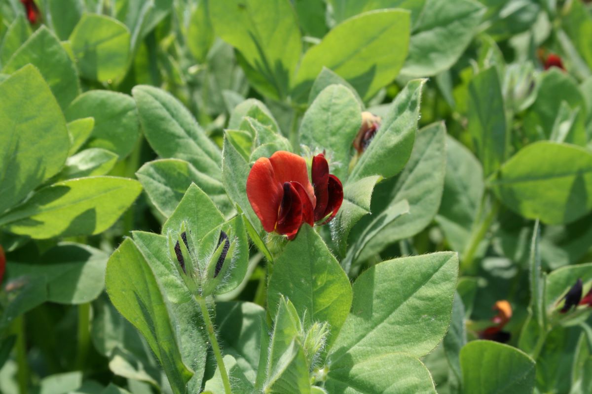 Brun Rouge | ProSpecieRara