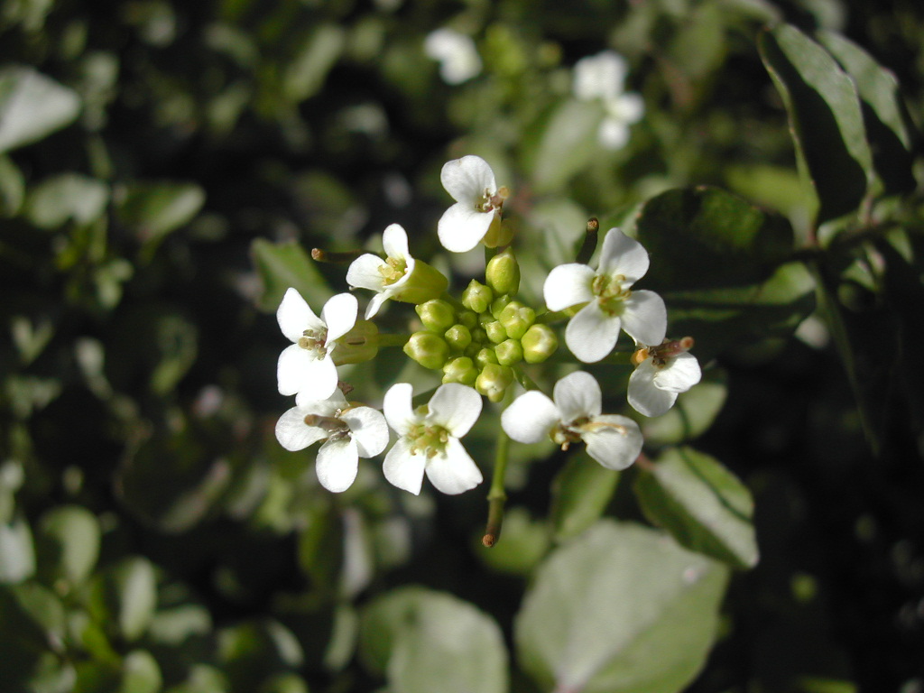 Crescione d’Acqua Selvatico | ProSpecieRara