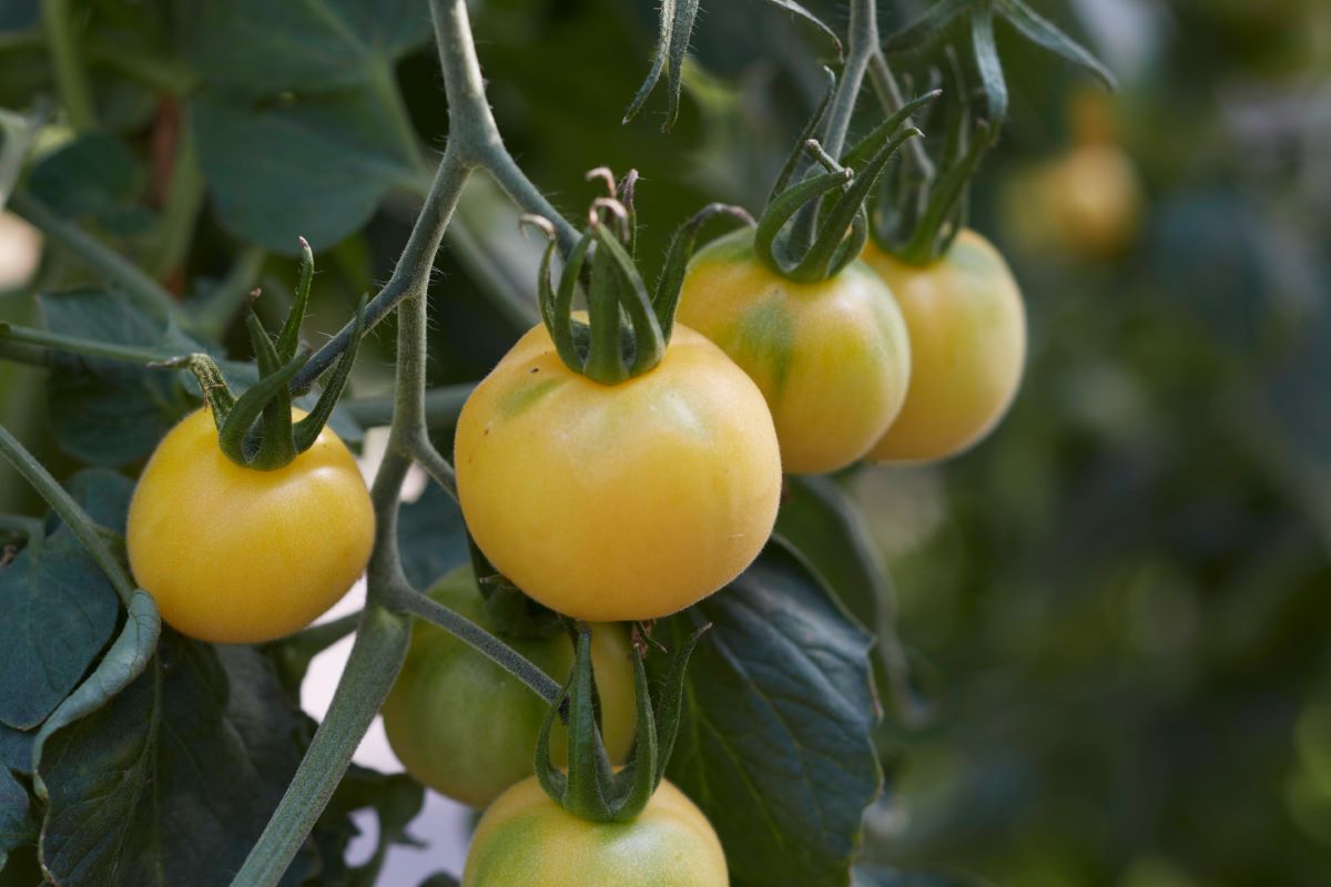 Pêche jaune | ProSpecieRara