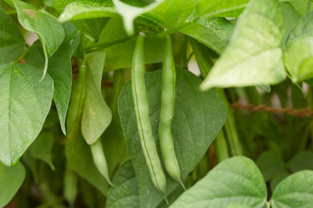 Red Valentine | ProSpecieRara