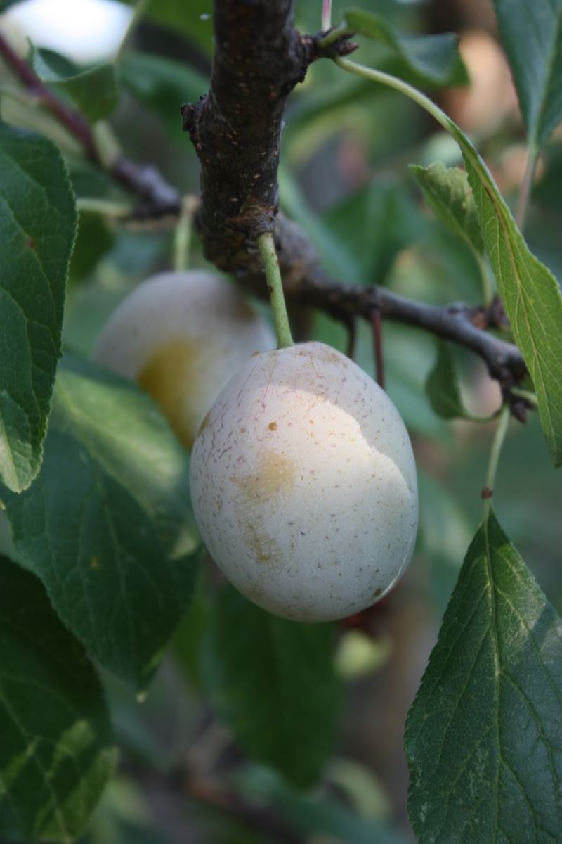 Ente Blanche | ProSpecieRara