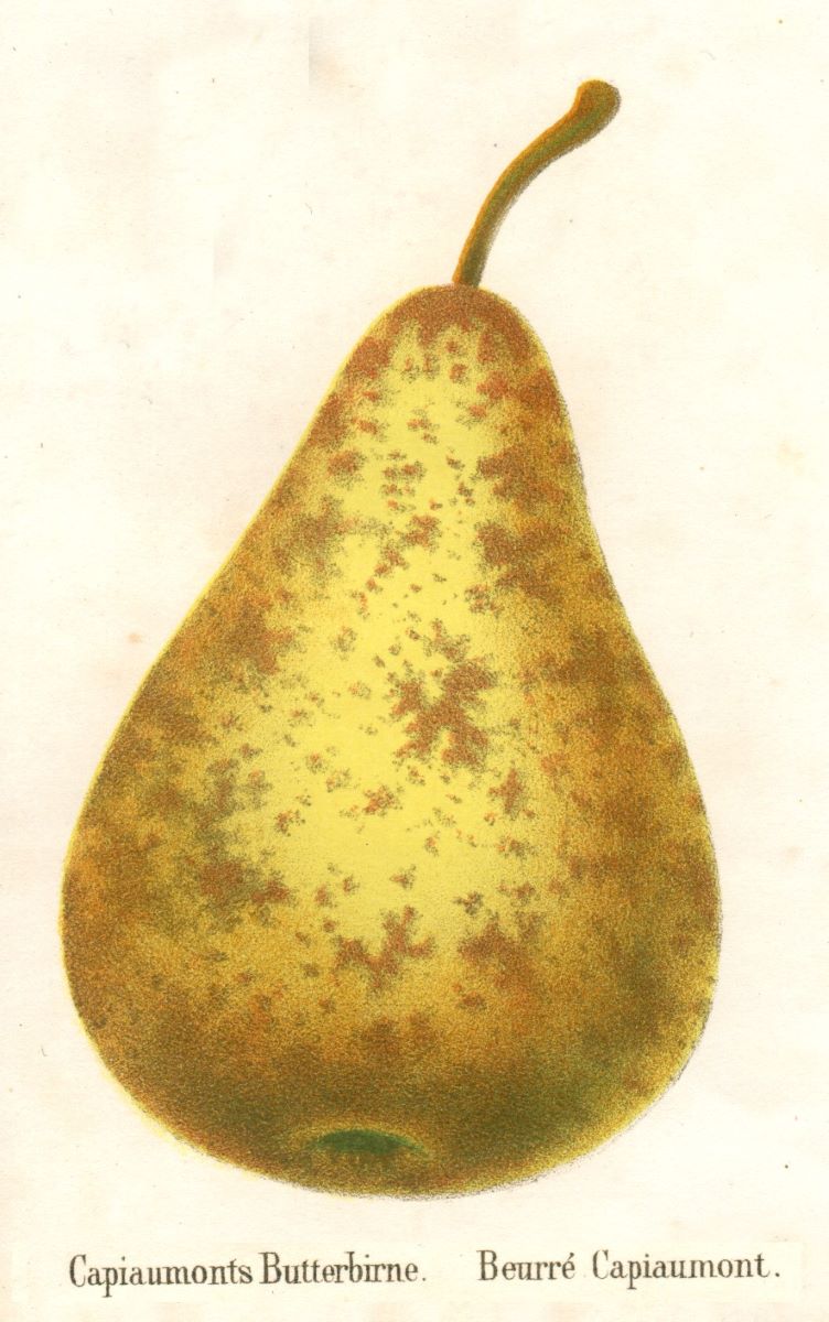 Beurré de Capiaumont | ProSpecieRara