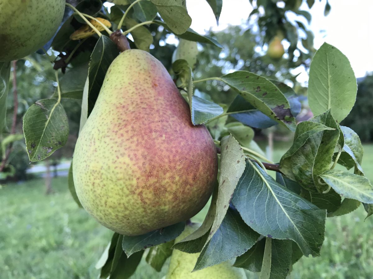 Clapps Liebling | ProSpecieRara