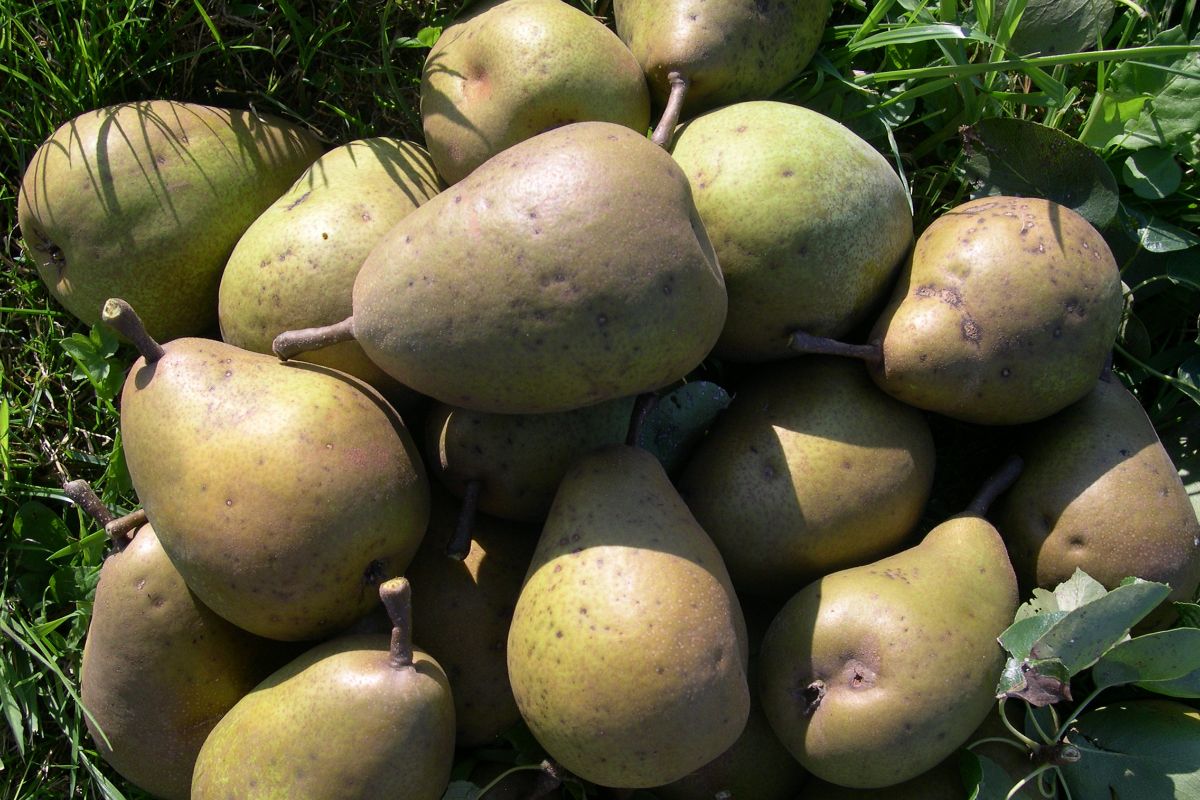 Beurré Hardy | ProSpecieRara