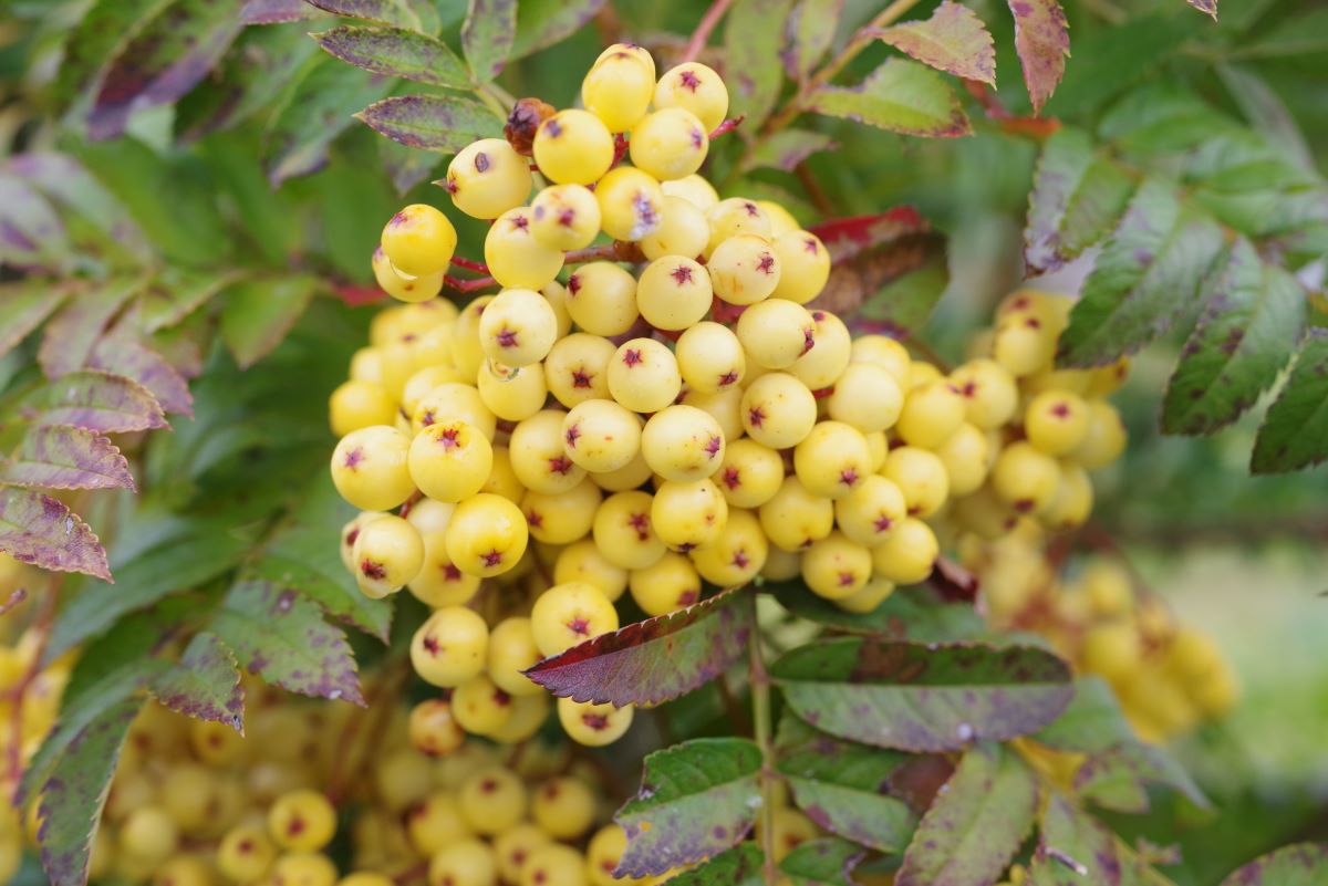 Golden Wonder | ProSpecieRara