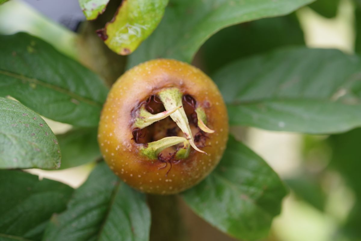 Apyrena | ProSpecieRara