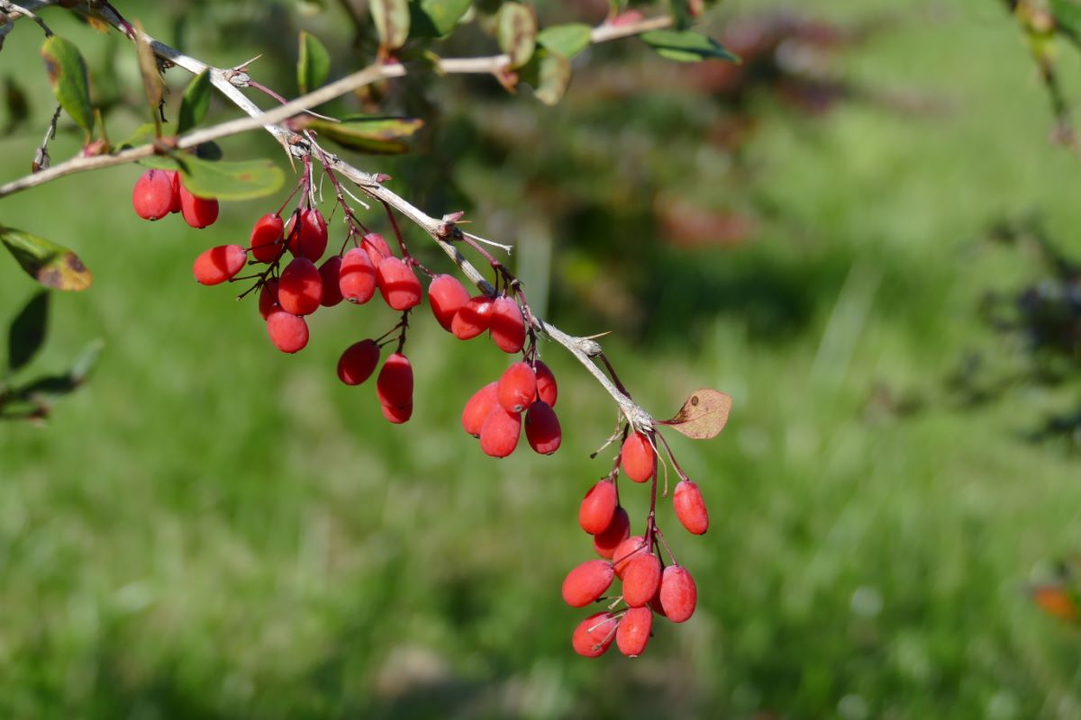 Purple Tears | ProSpecieRara