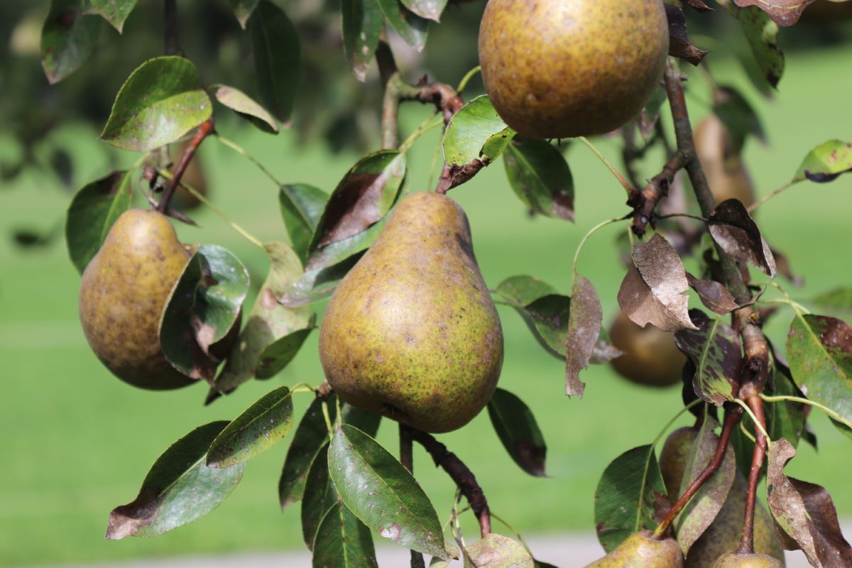 Herzogin Elsa | ProSpecieRara