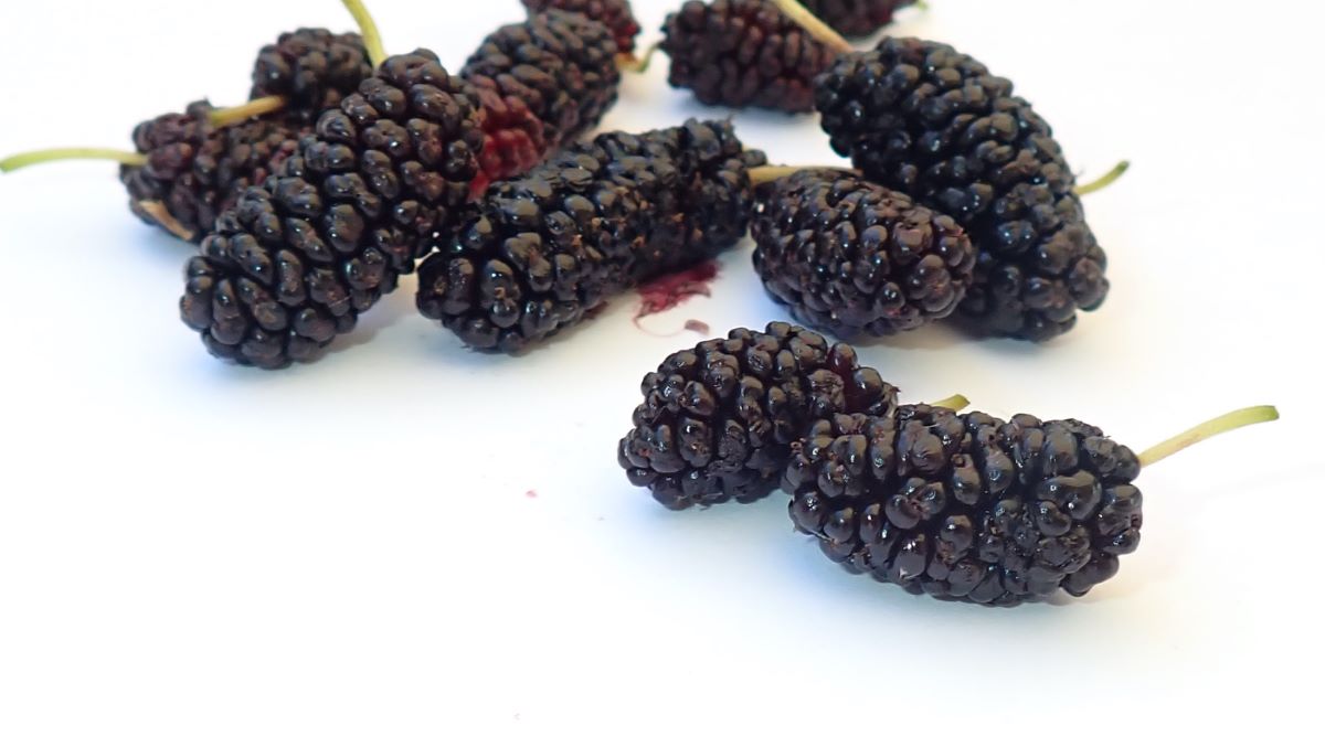 Wellington | ProSpecieRara