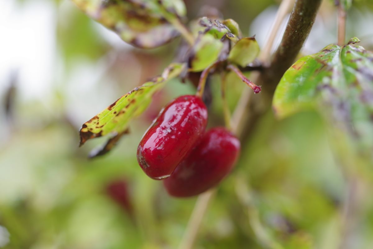 Titus | ProSpecieRara