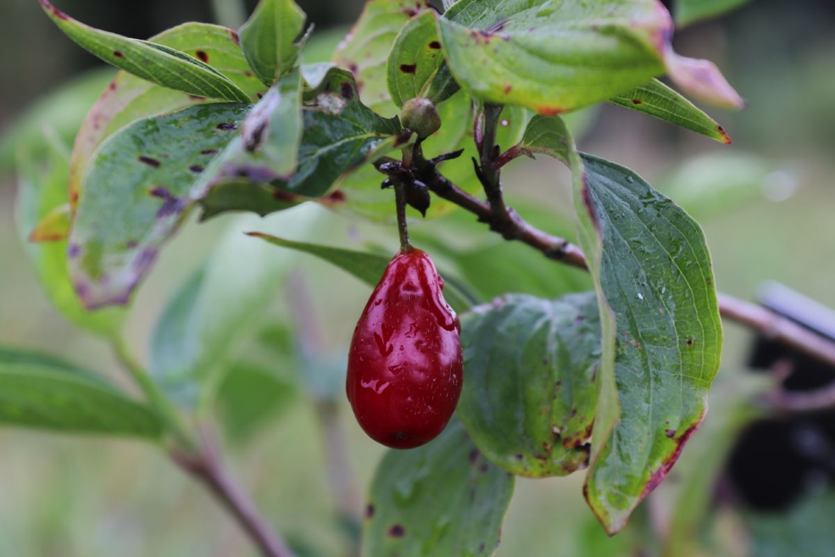 Szafer | ProSpecieRara