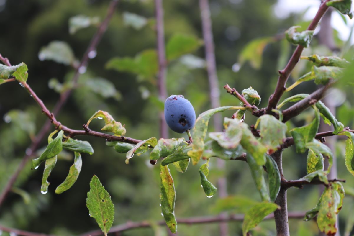 Rossatz | ProSpecieRara