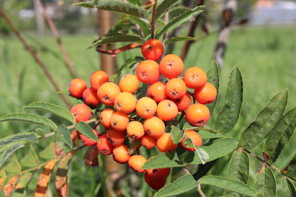 Vermiljon | ProSpecieRara