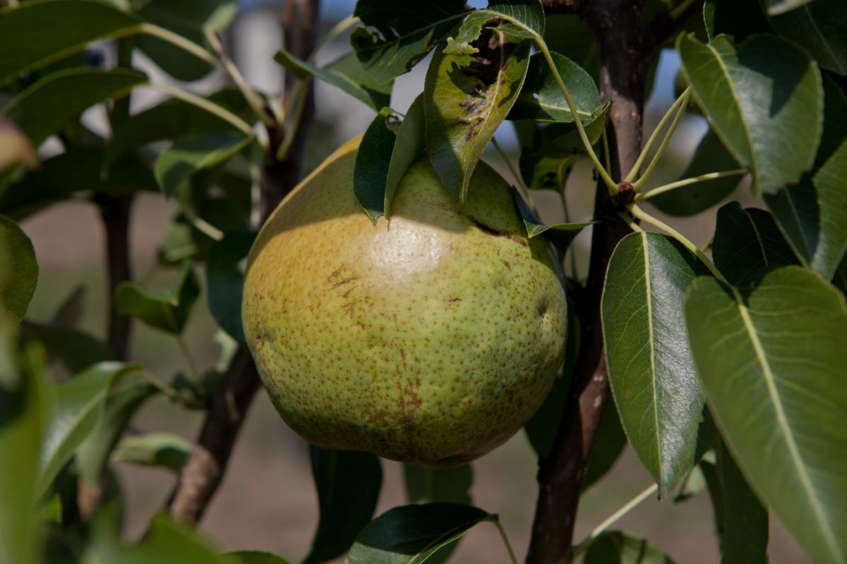 Marguerite Marillat | ProSpecieRara