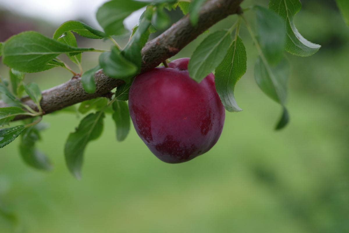 Unika | ProSpecieRara