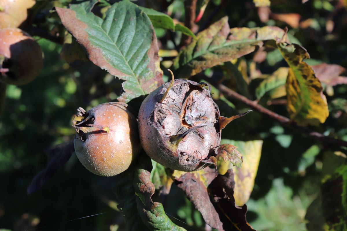 Pertholz | ProSpecieRara