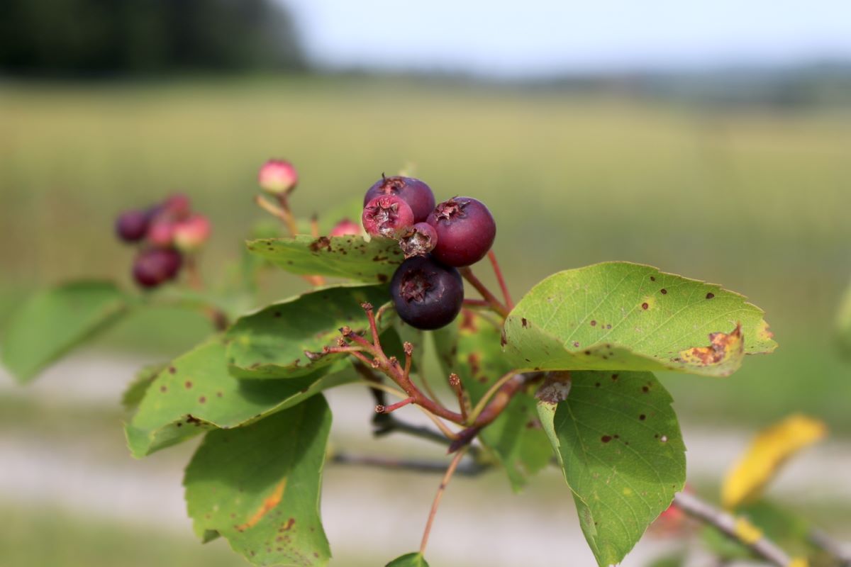 Altaglow | ProSpecieRara