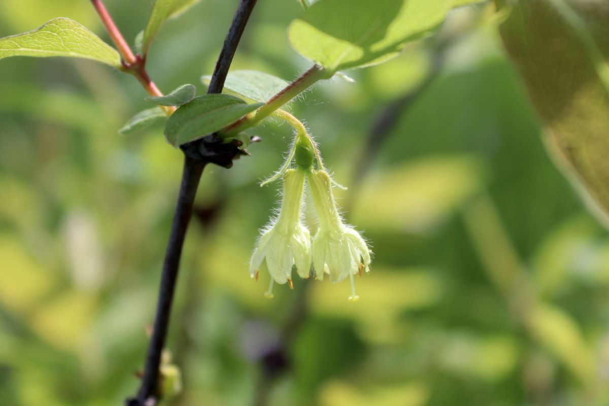 Fialka | ProSpecieRara