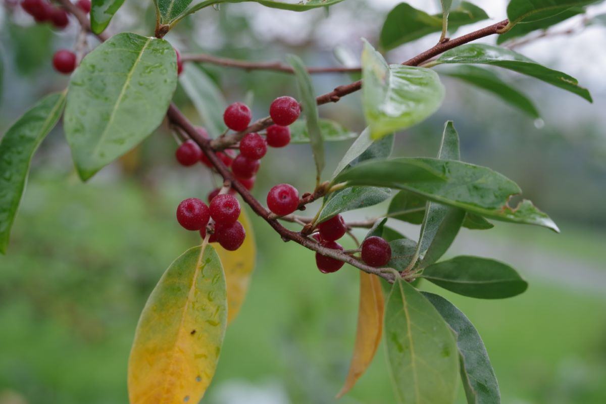 Big Red | ProSpecieRara