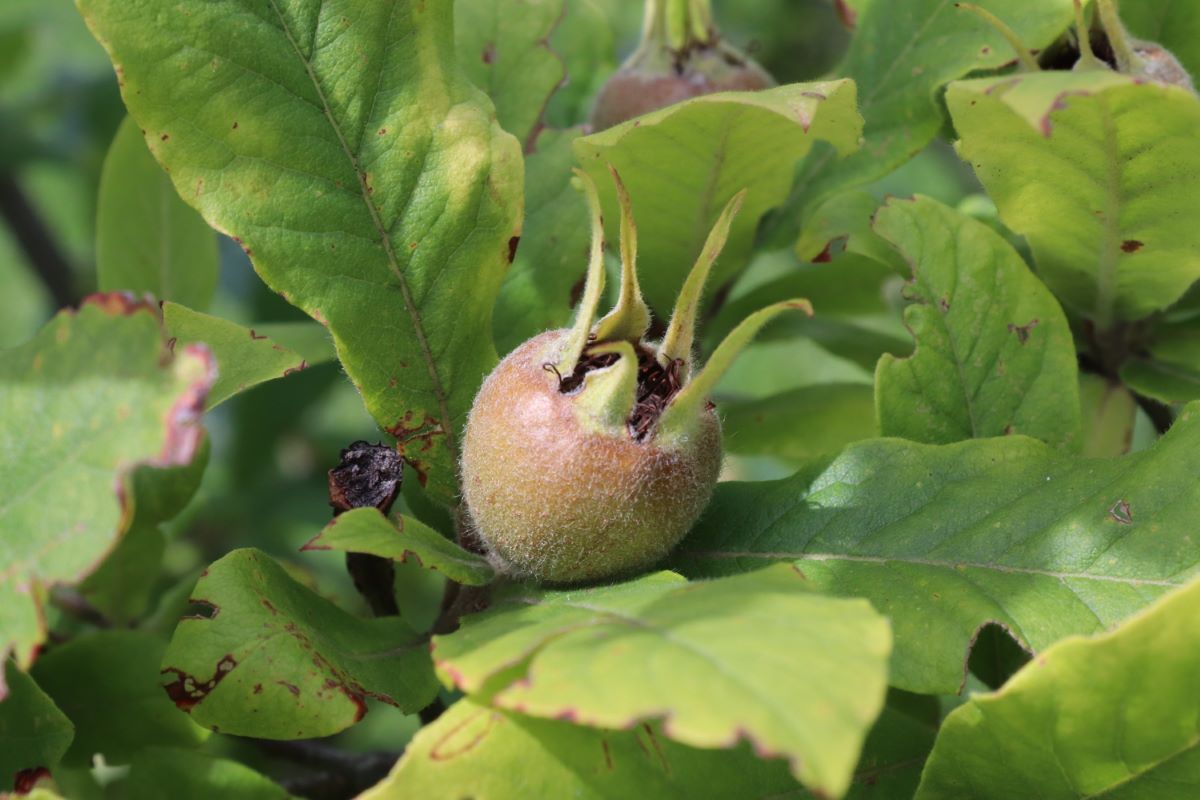 Wildform CH | ProSpecieRara