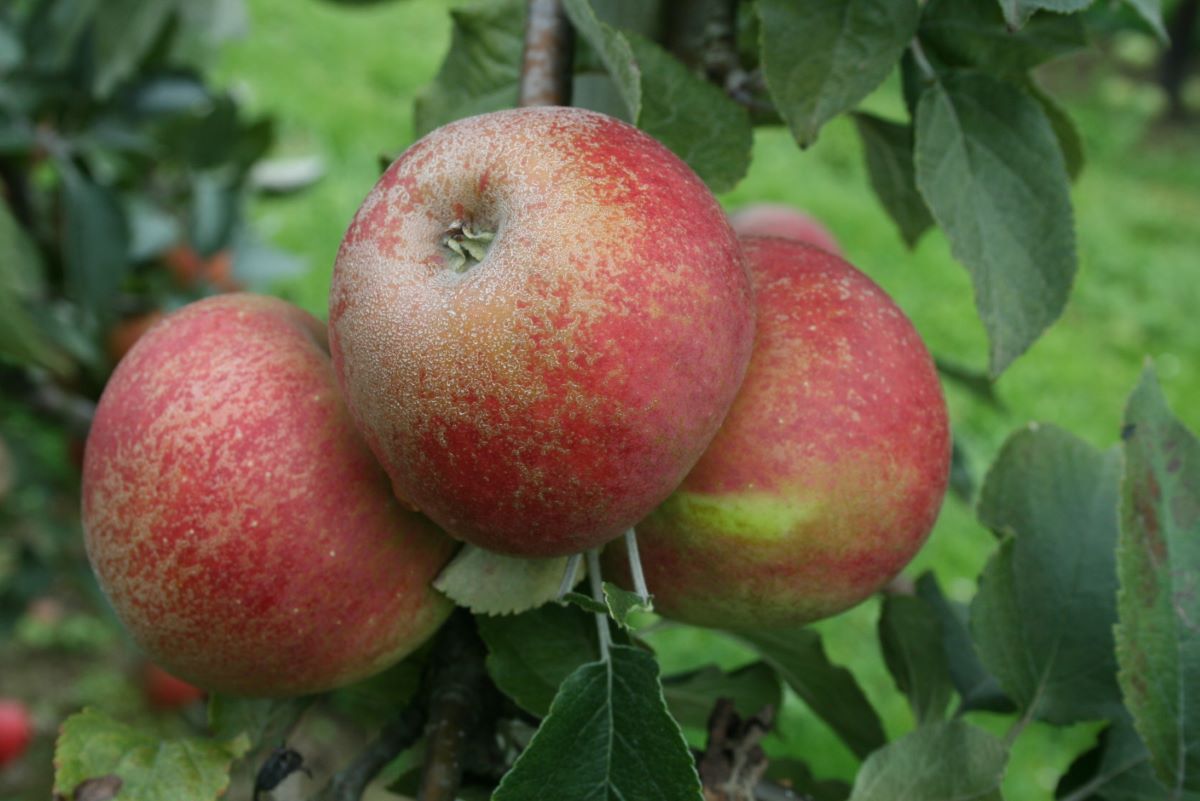 Reinette vom Kilchenweg | ProSpecieRara