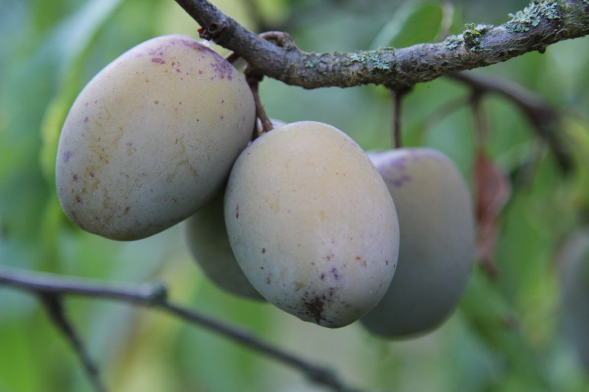 Breda | ProSpecieRara