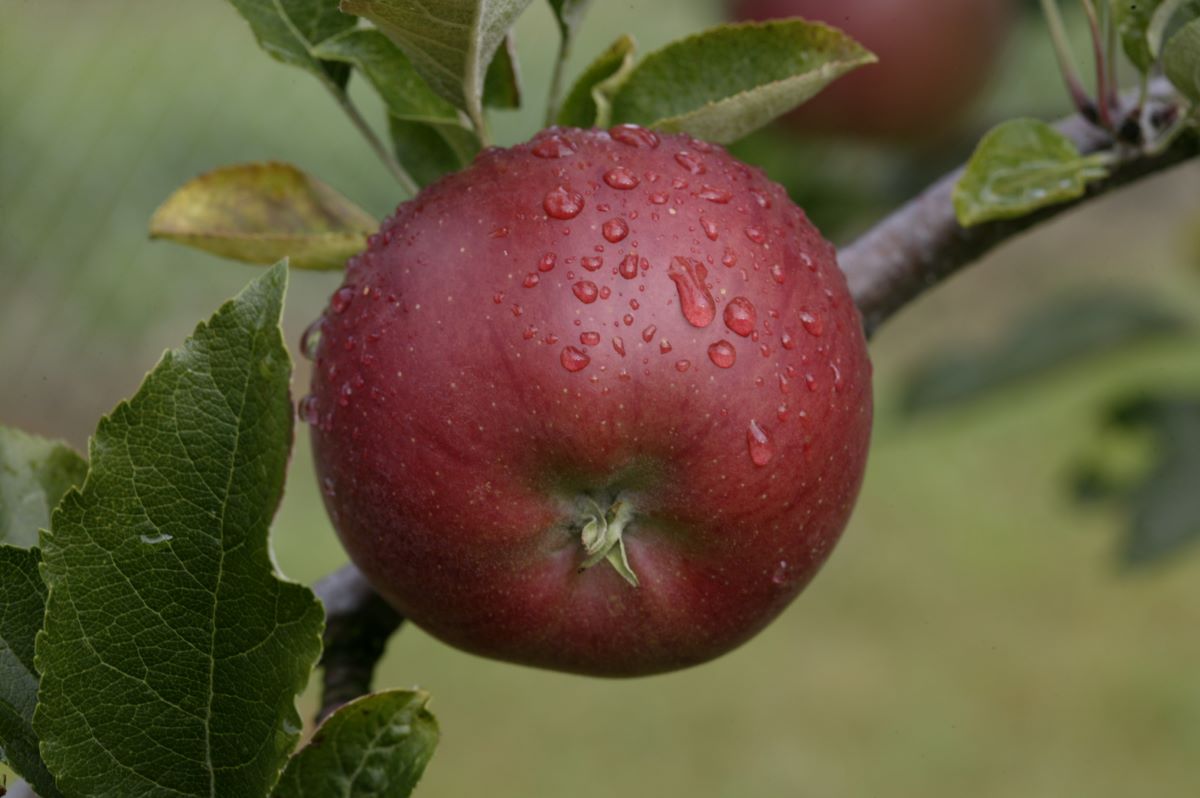 Melrose | ProSpecieRara