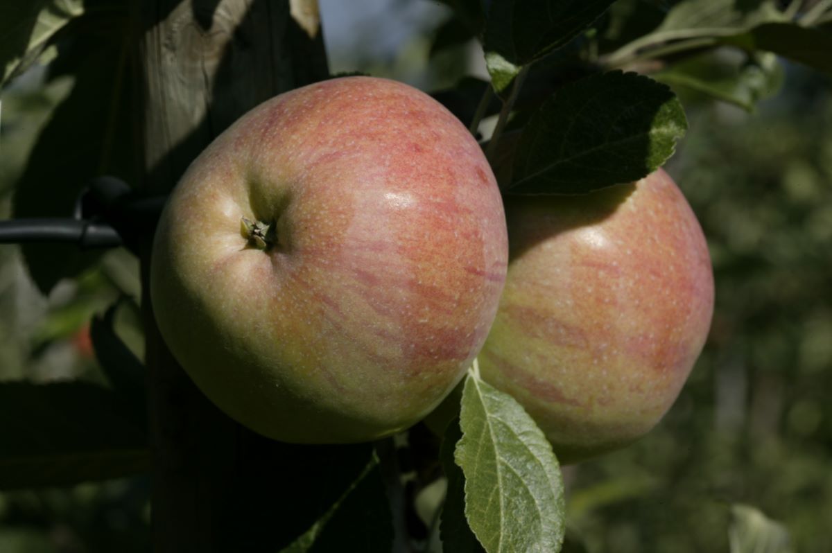 Schönapfel | ProSpecieRara