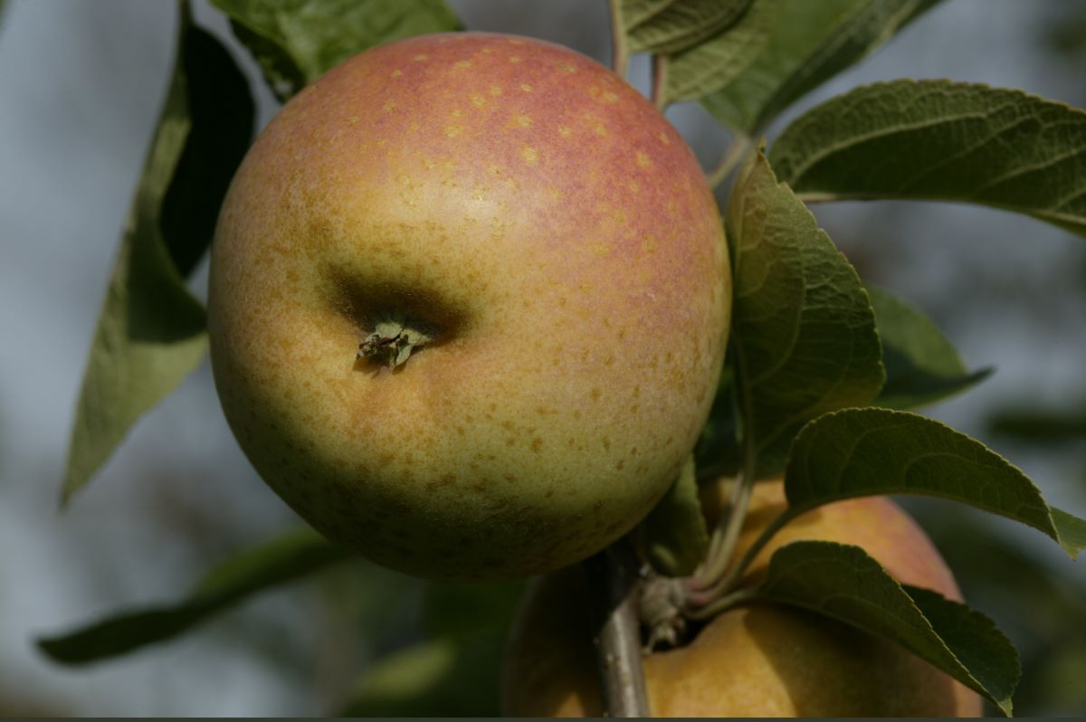 Wildmuser | ProSpecieRara