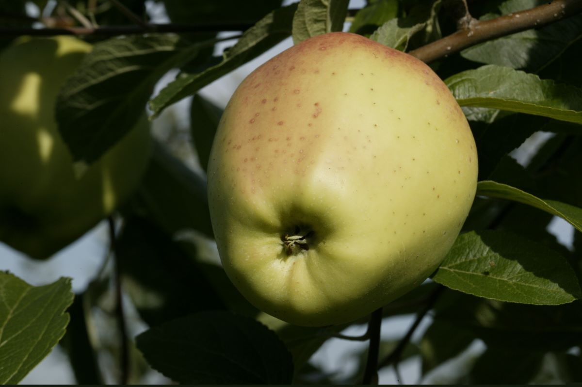 Bellefleur Jaune | ProSpecieRara